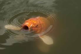 Prison fish ponds have many of the largest fish