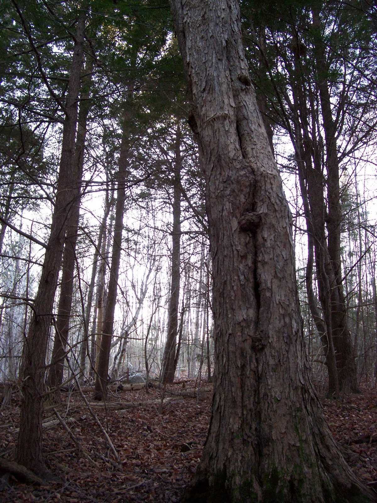 Acadian Forest Big Trees