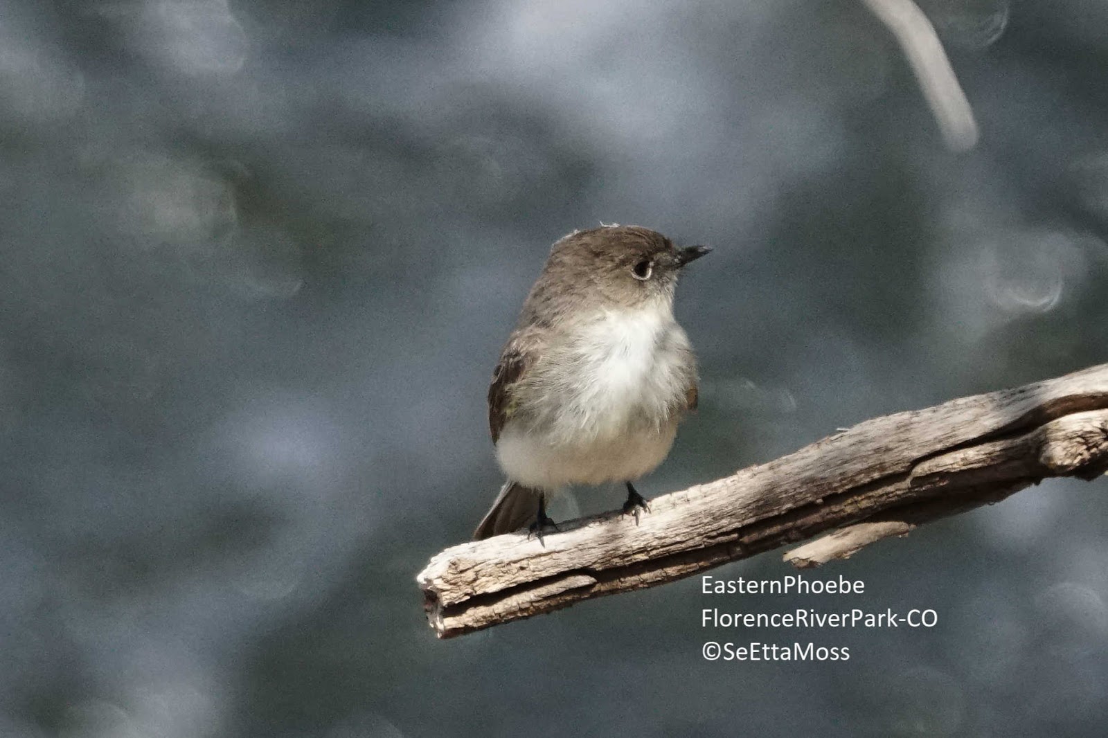 Eastern Phoebe gathering nesting material