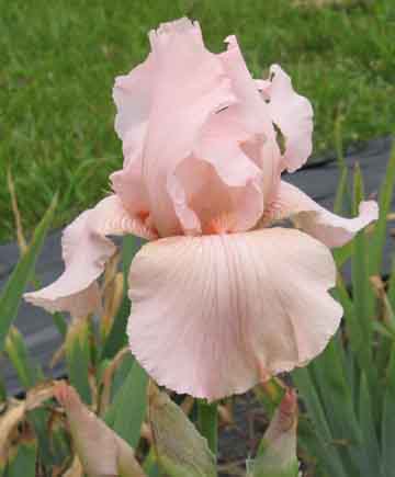 World of Irises: June 2012
