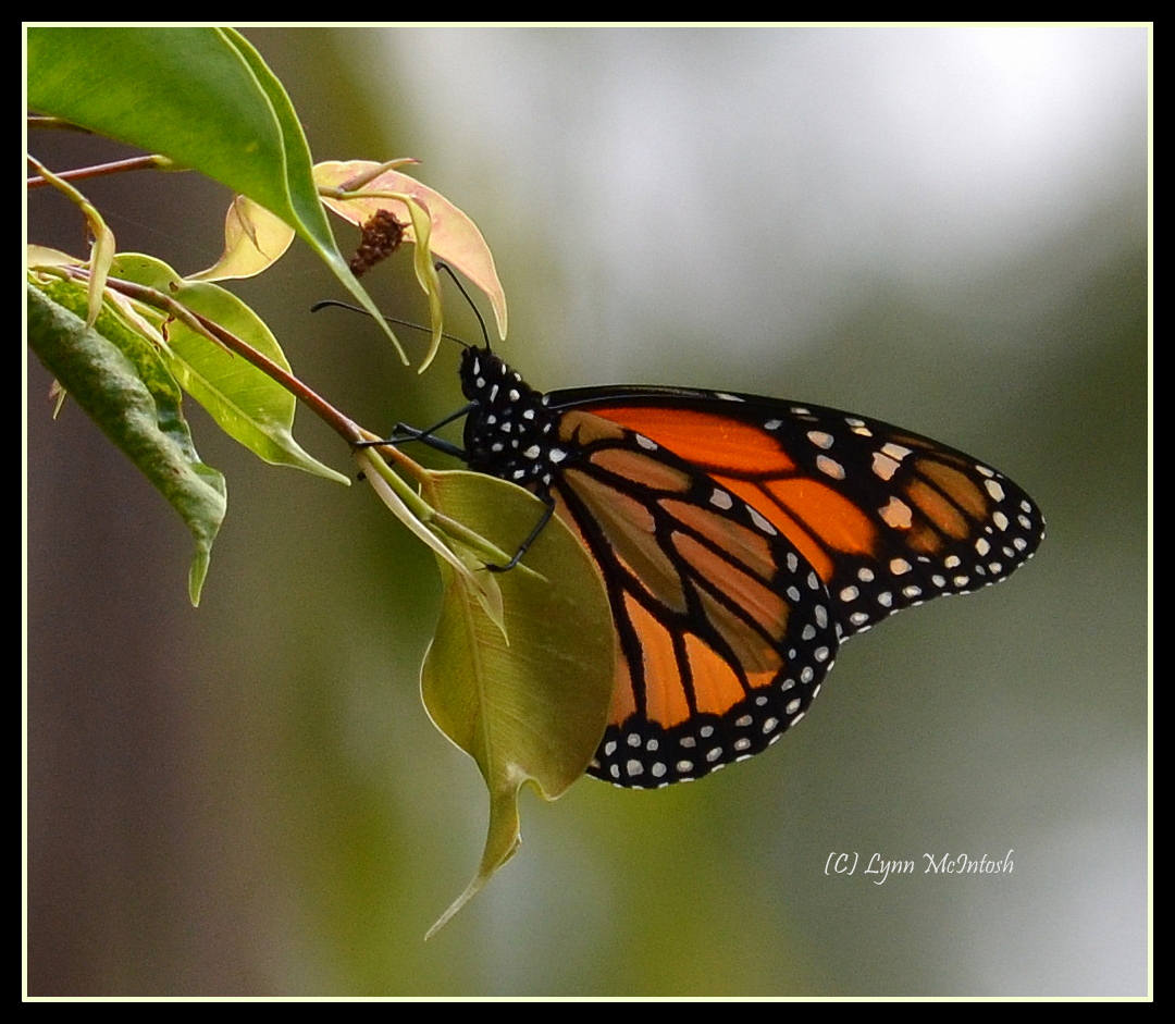 Southwest Florida Gardener: Where are all the Butterflies?