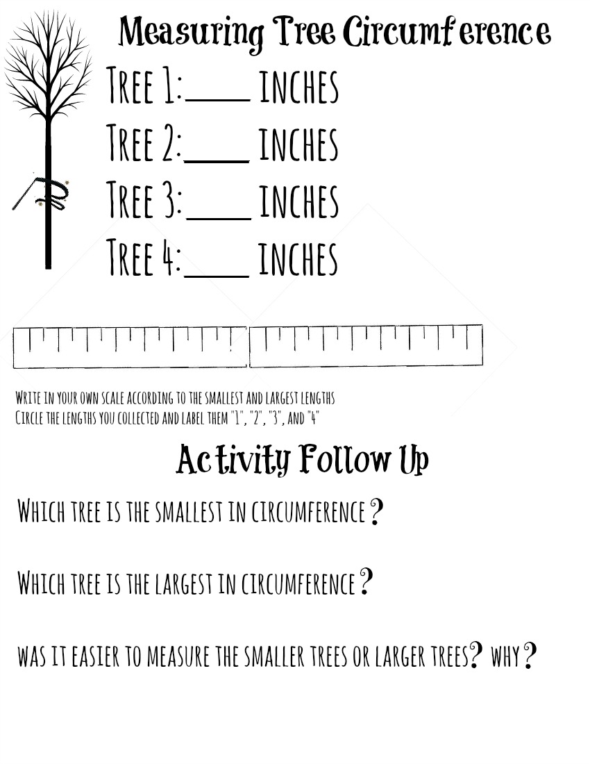 Measuring Tree Trunks