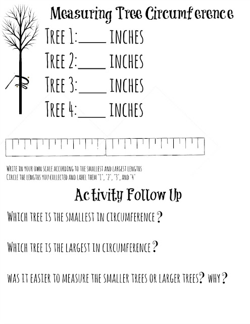 Measuring Tree Trunks