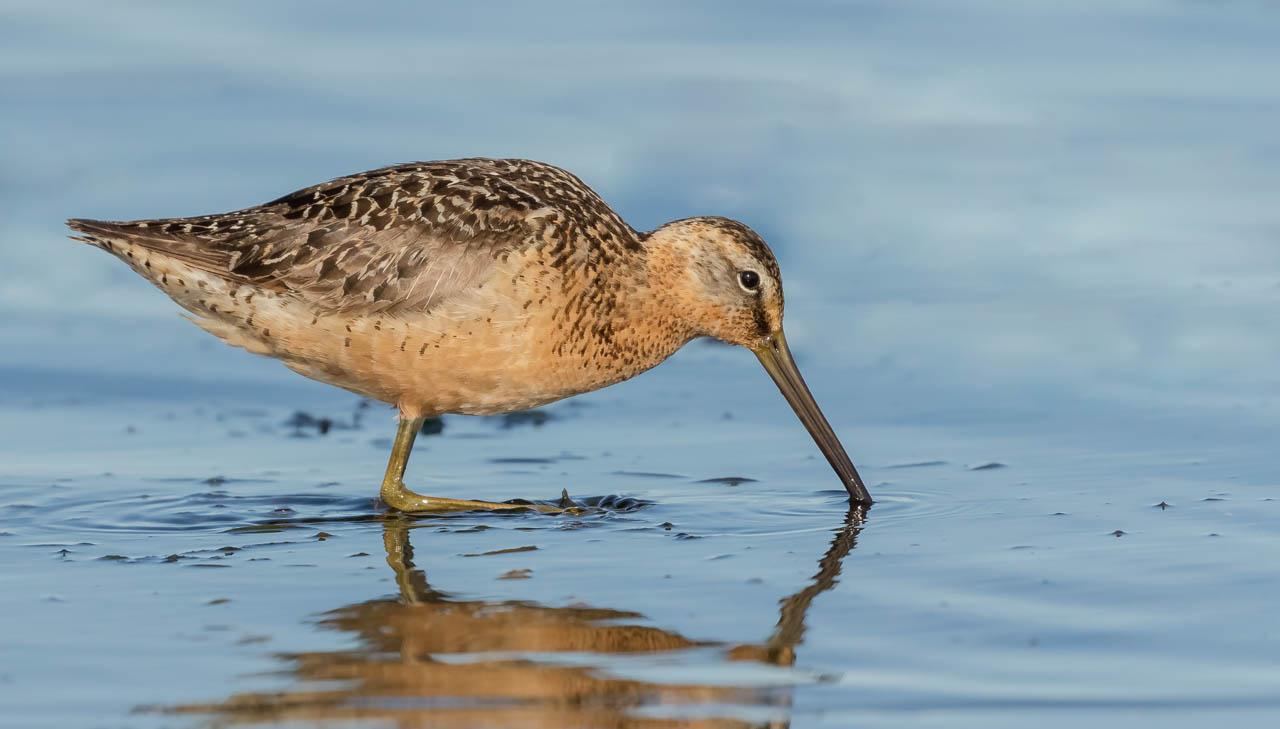 Long Billed Dowitcher Juvenile