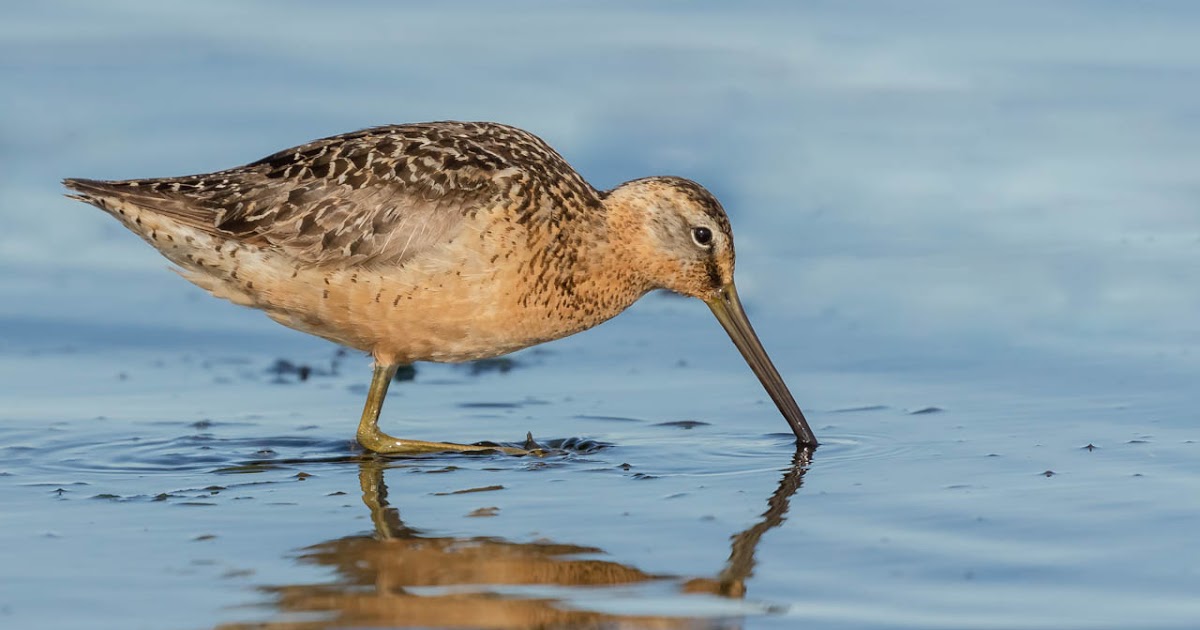 Dowitcher Identification