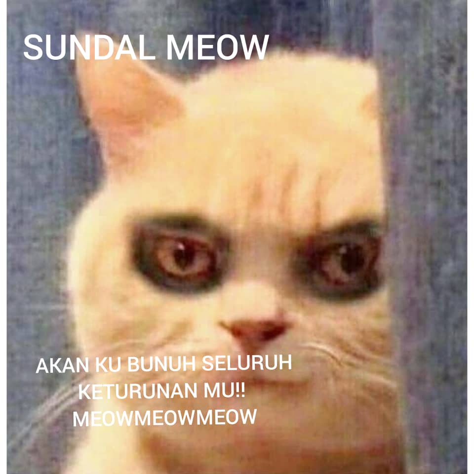 KOLEKSI GAMBAR MEME KUCING LAWAK