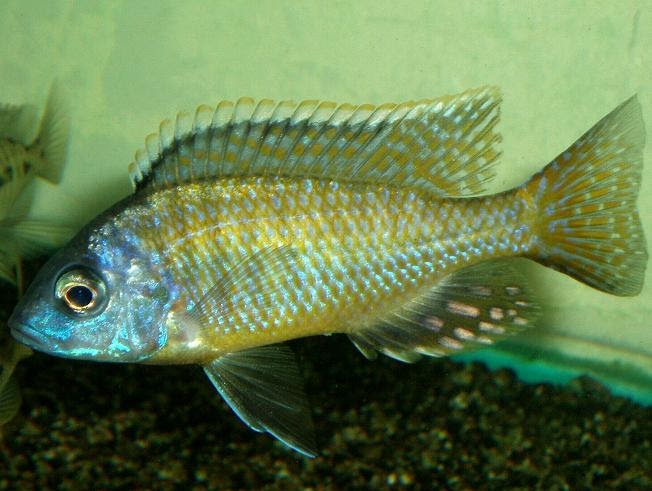 Alma d'Água: Peixes / Perciformes / Cichlidae / Malawi / Haplochromideos