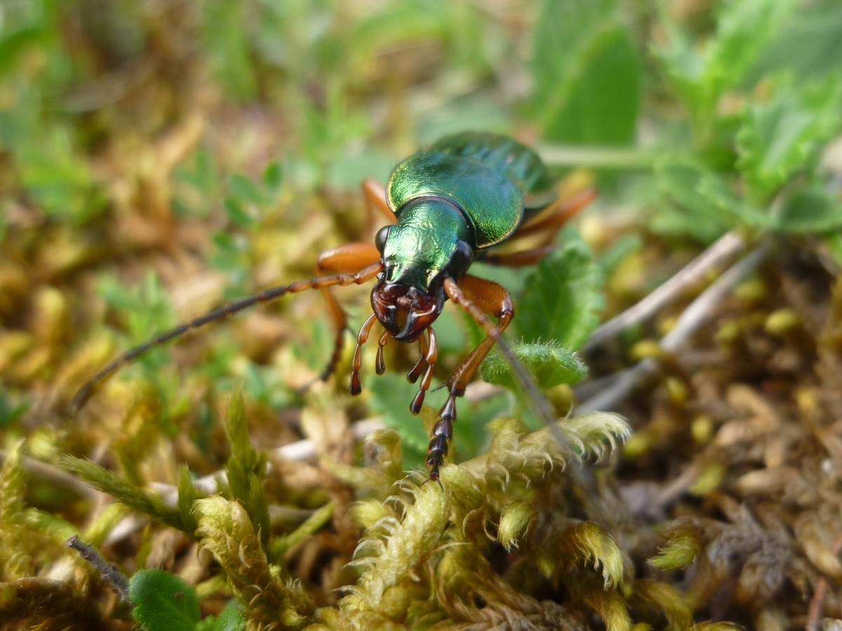 Montreur d'images: Un printemps pour les insectes