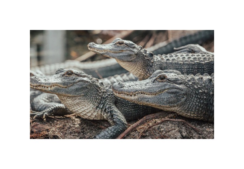 The Most Ferocious Animals in the World