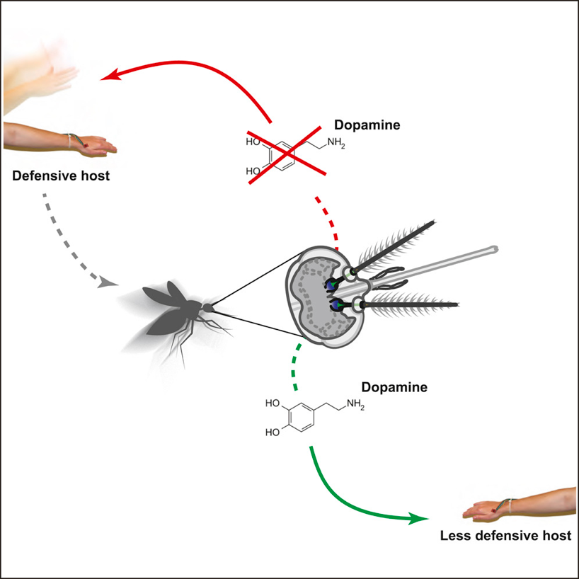 Bottled ※ Brain: Swatting mosquitoes may fend them off for good, a new ...