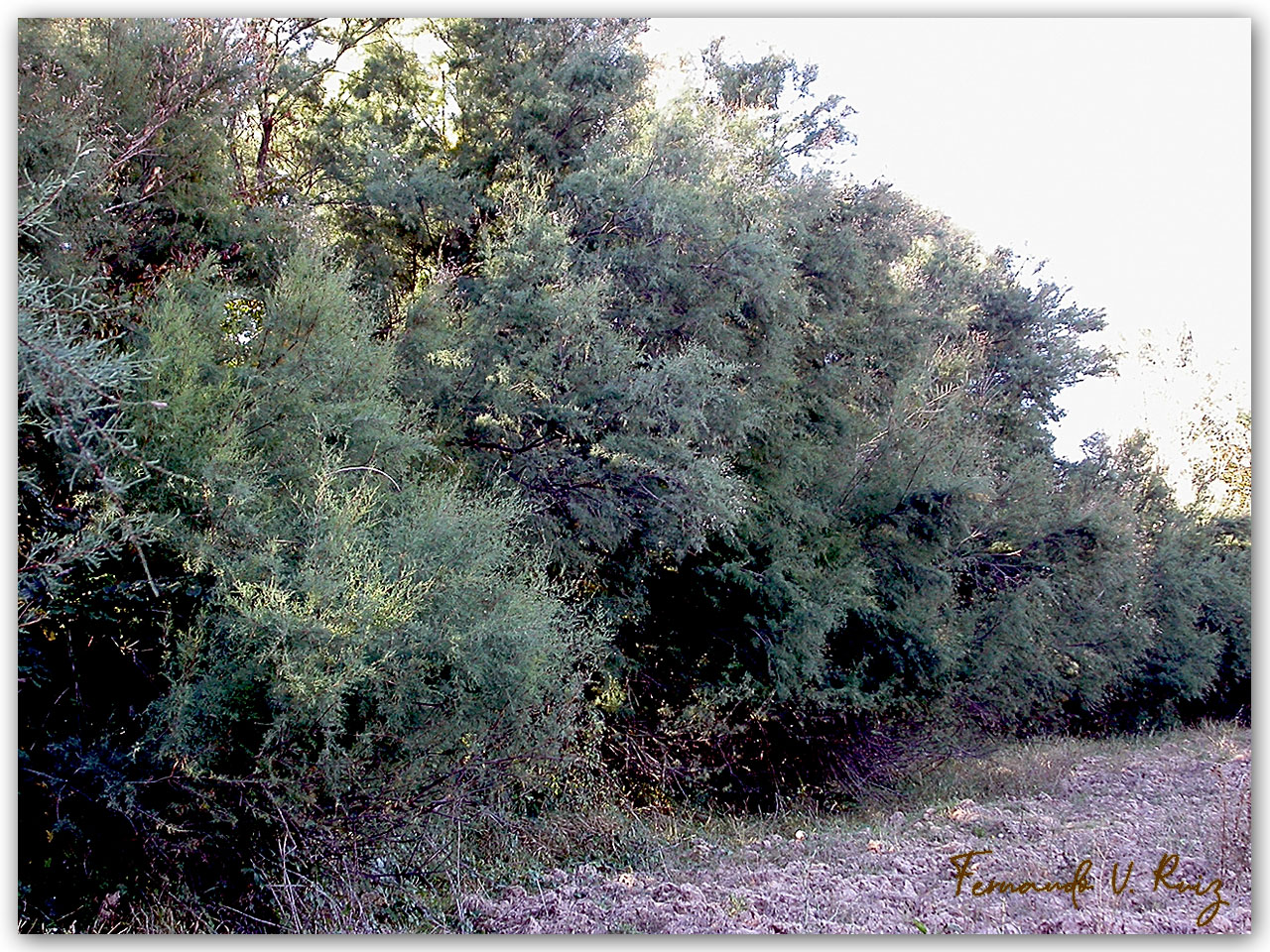 Plantas de La Rioja: Tamarix canariensis