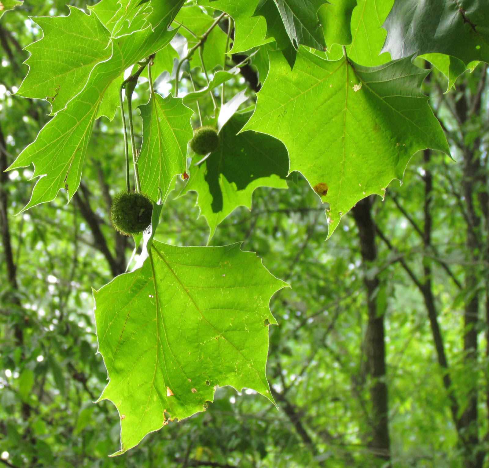A Year With the Trees: Sycamore - Platanus occidentalis