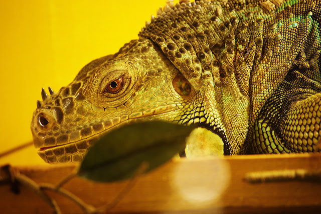 Gyávol Roland Photography: Reptiles