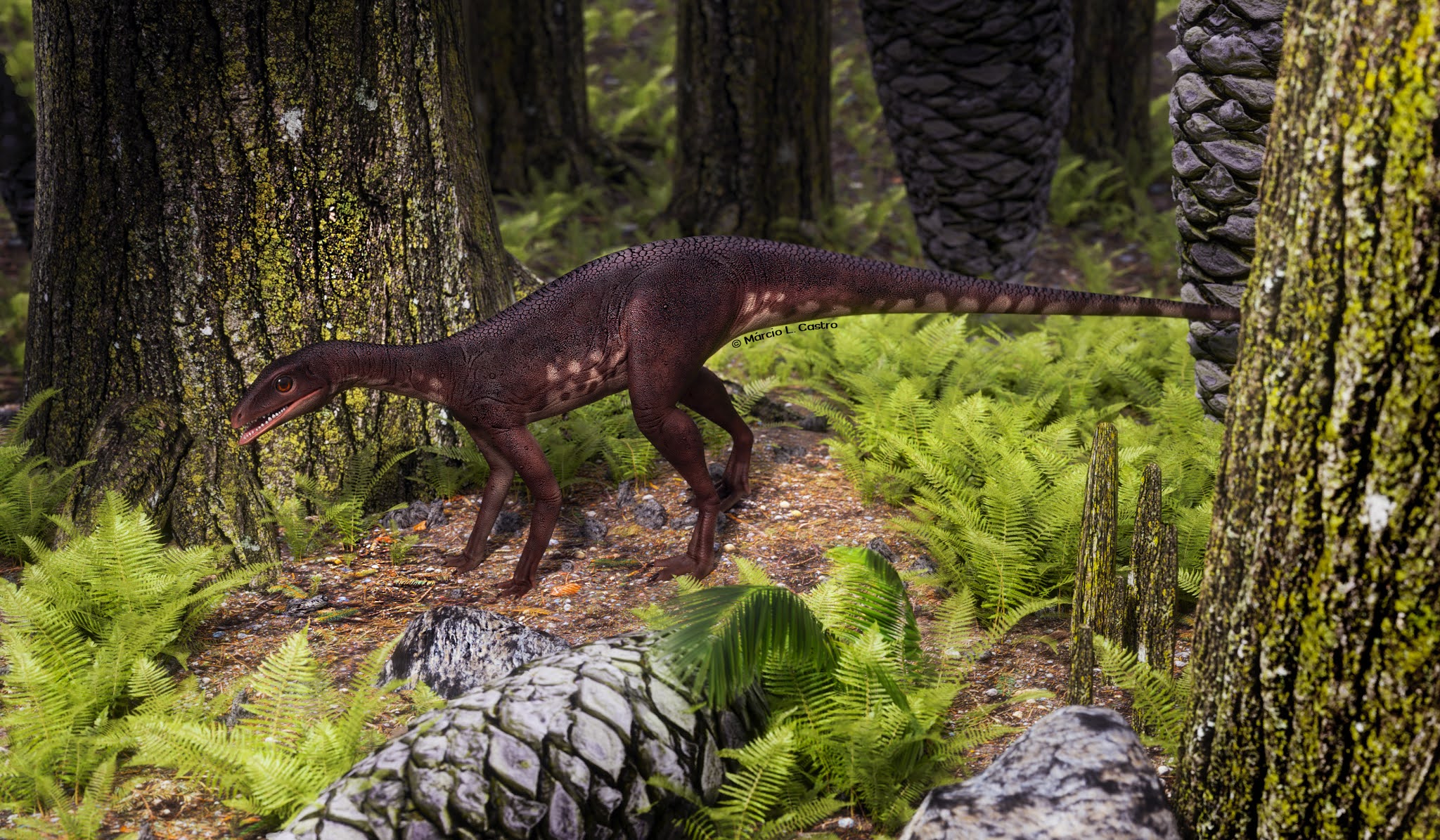 Coelho pré-Cambriano: agosto 2020