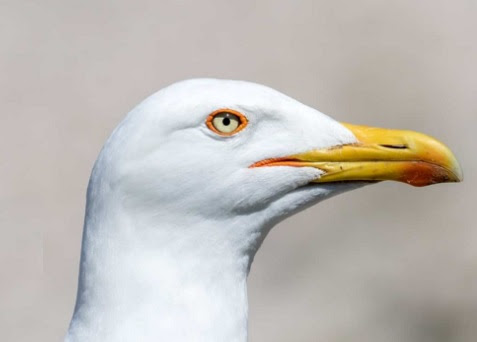 Qu'est-ce qu'un Gabian