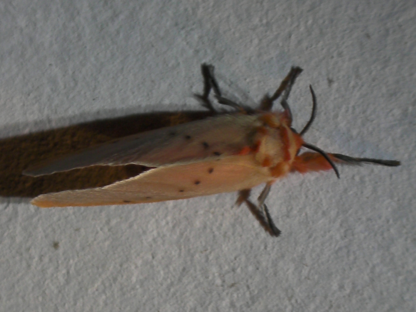 Quaoar Power Zoo: Megalopygidae: Trosia sp.