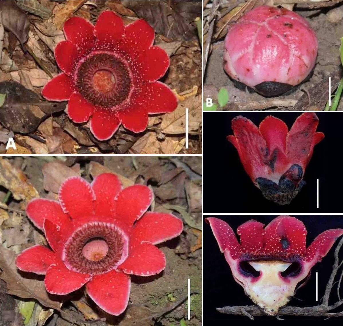 Species New to Science: [Botany • 2019] Sapria myanmarensis • A New ...