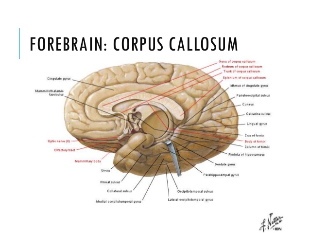 Sarkaari News and More: Forebrain Function