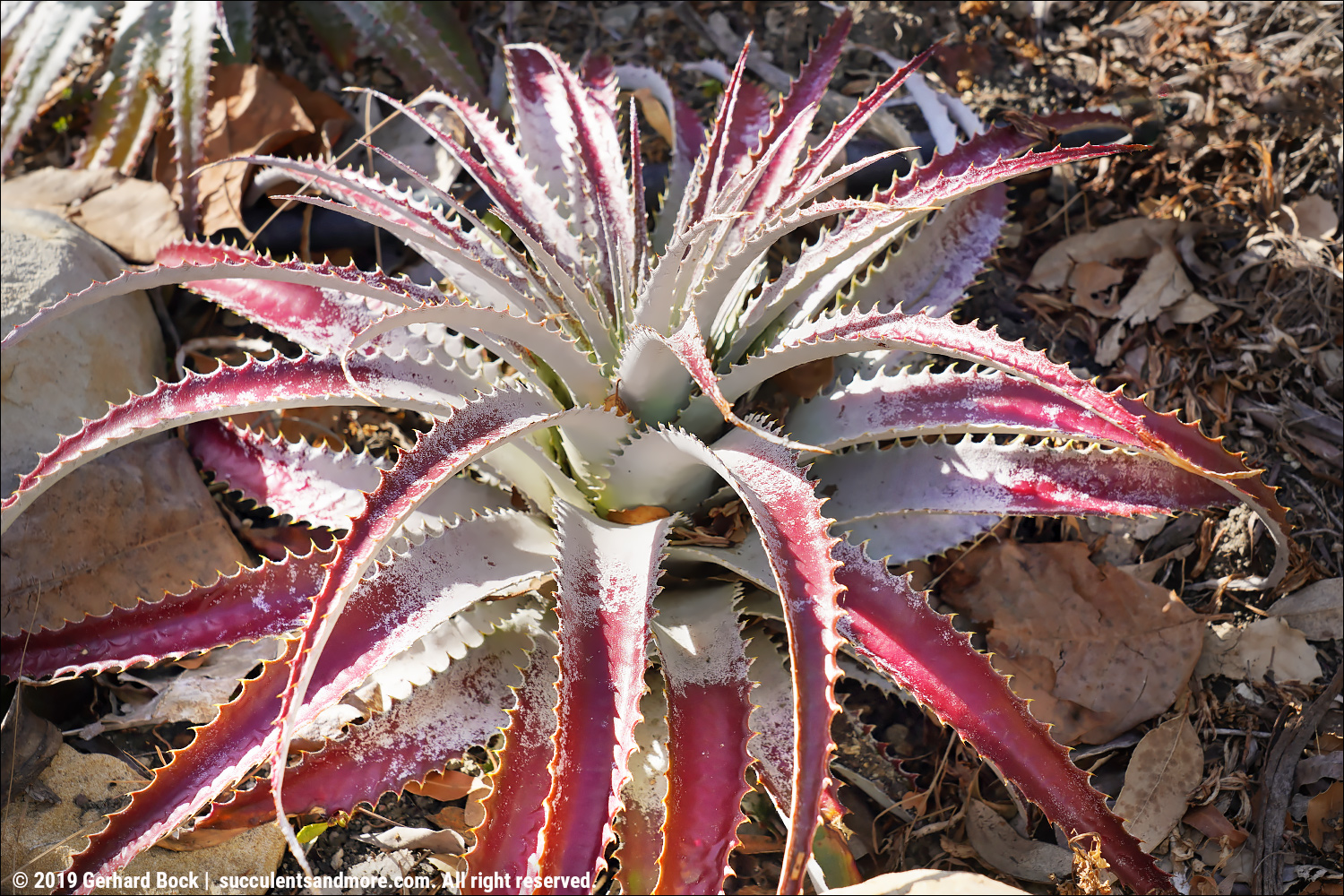 Aloes in Wonderland, the best-ever name for a nursery