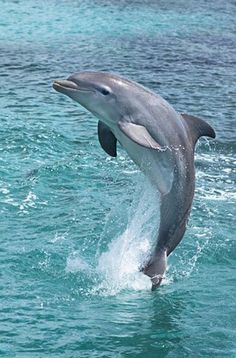 DLA KAŻDEGO: DELFINY