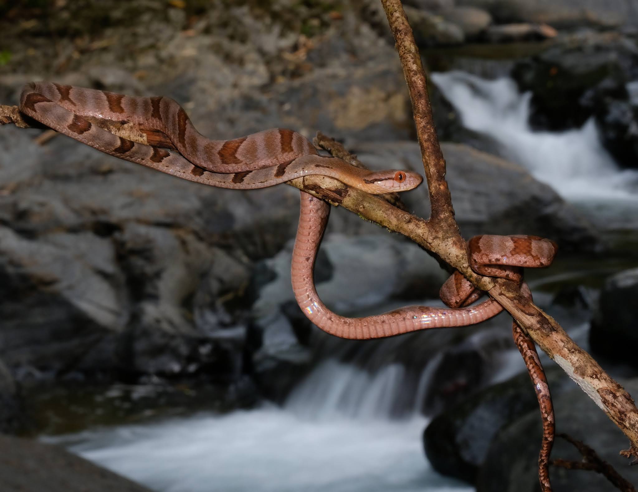 Species New to Science: [Herpetology • 2020] Phylogenetic Relationships ...