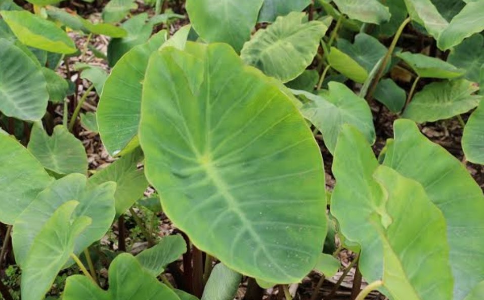 8 Pests and Diseases of Taro and Their Handling - PURWAFARM