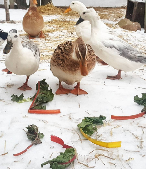 Healthy Treats for Backyard Ducks - Fresh Eggs Daily® with Lisa Steele