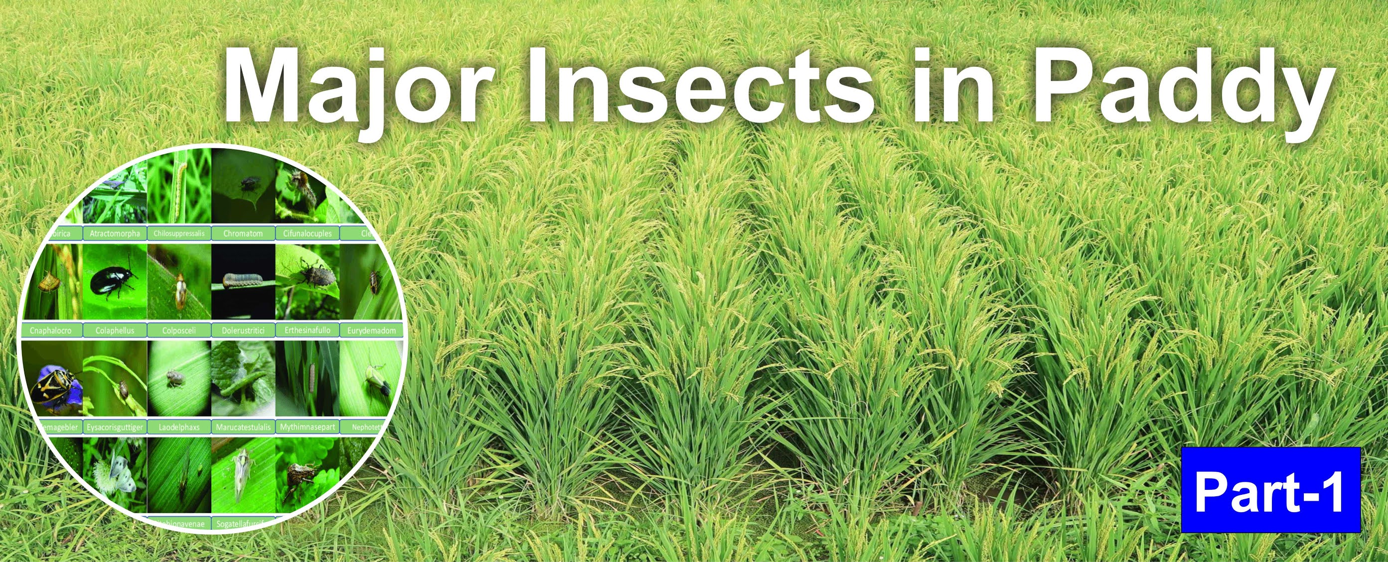 Major pests, diseases and their prevention of paddy, Paddy diseases ...