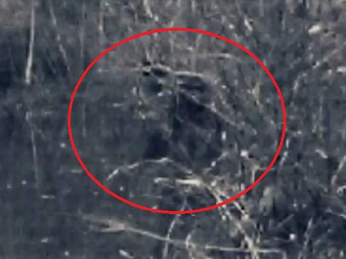 The Legend Of The Honey Island Swamp Monster