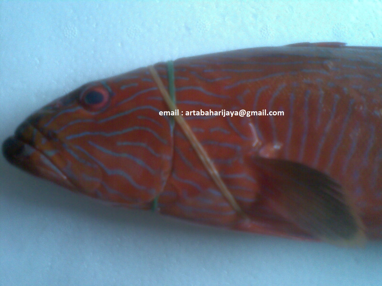 IKAN EXPOR: IKAN SUNU MACAN GARIS PANJANG