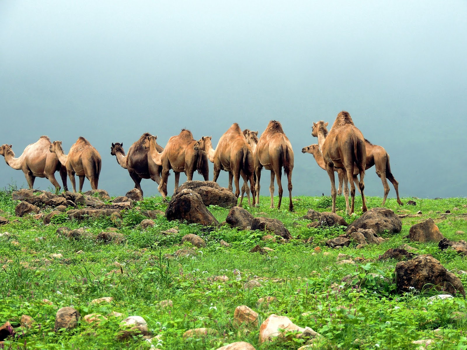 Salalah - Dhofar region in Sultanate of Oman: Animals & Birds of Salalah