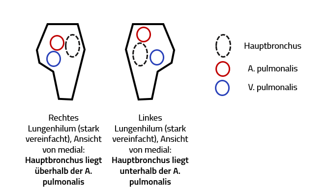 Einfach Medizin: Lungenhilus Unterschiede links - rechts