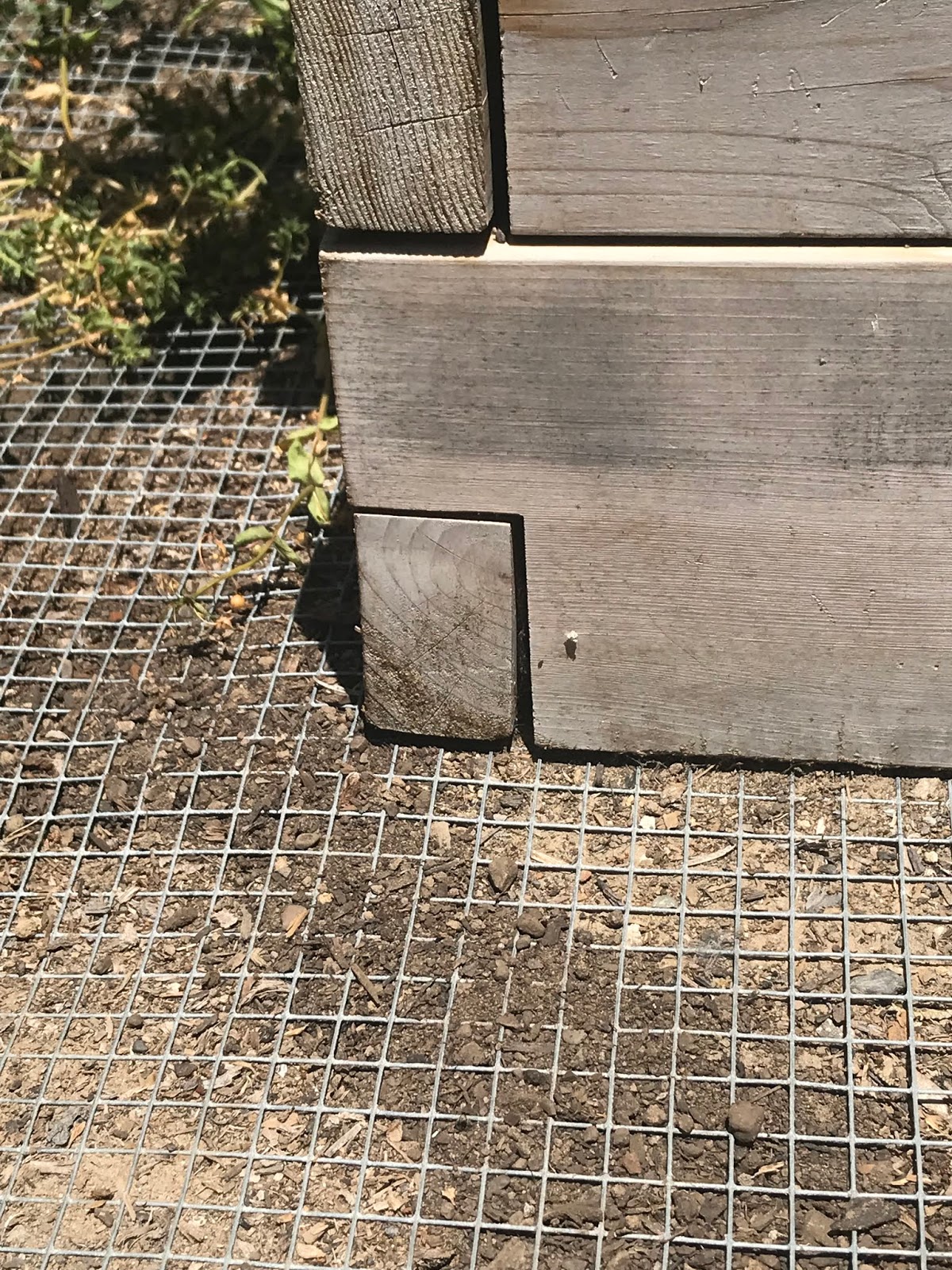 On Discovering A Garden: How to gopher proof your garden.....