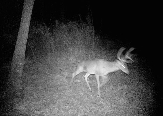 NationalForestHunter: Hunting the Sam Houston National Forest - 1998 ...