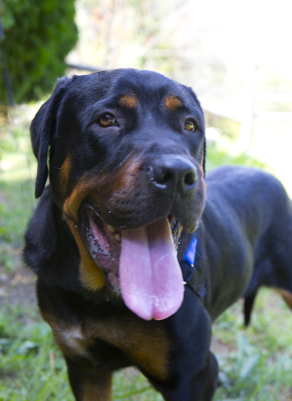 Shelter Dogs of Portland: "JILLIAN" big hearted Rottie mix!