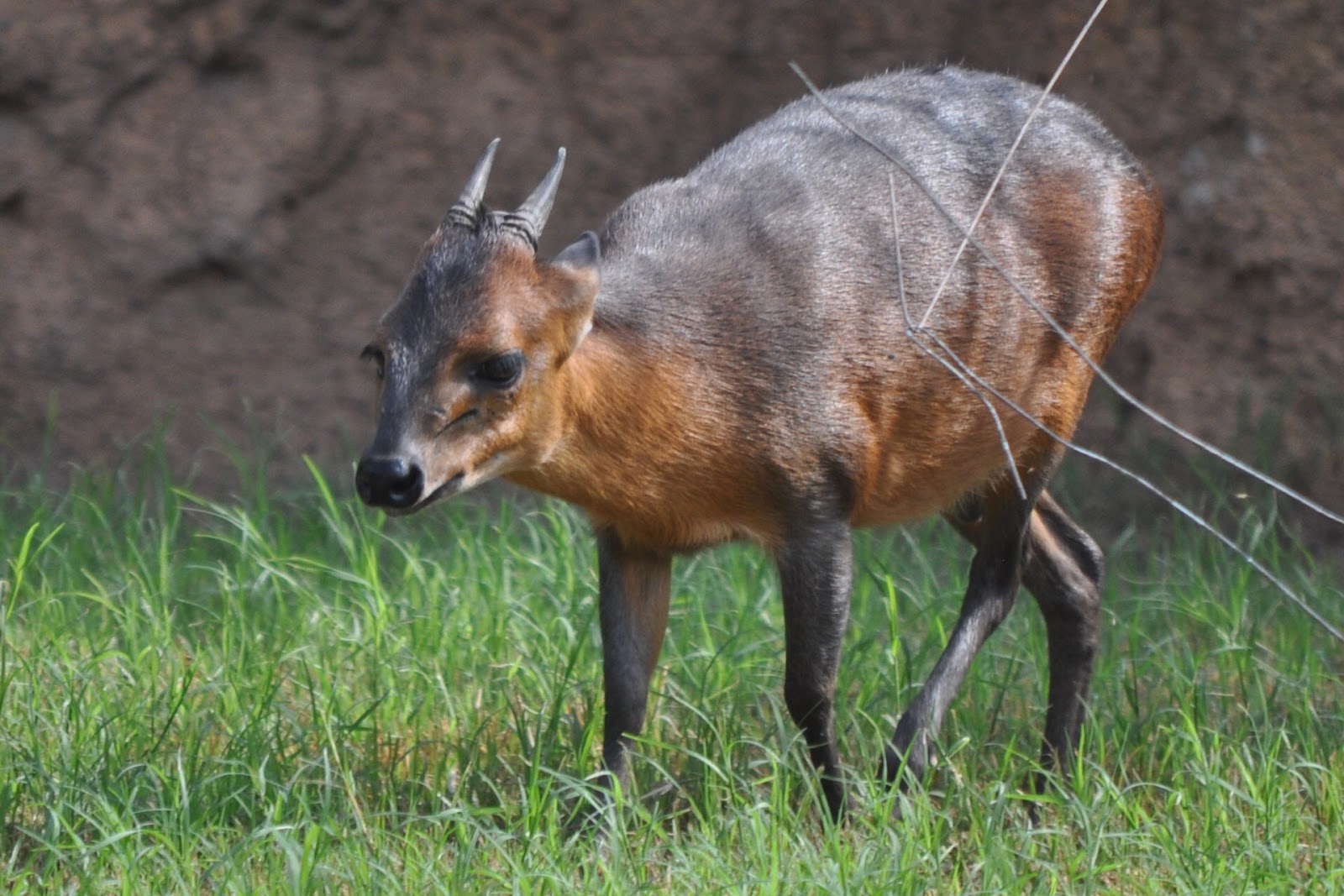 ZOOTOGRAFIANDO (6.100 ANIMALS): DUIKER DE FLANCOS ROJOS / RED-FLANKED ...