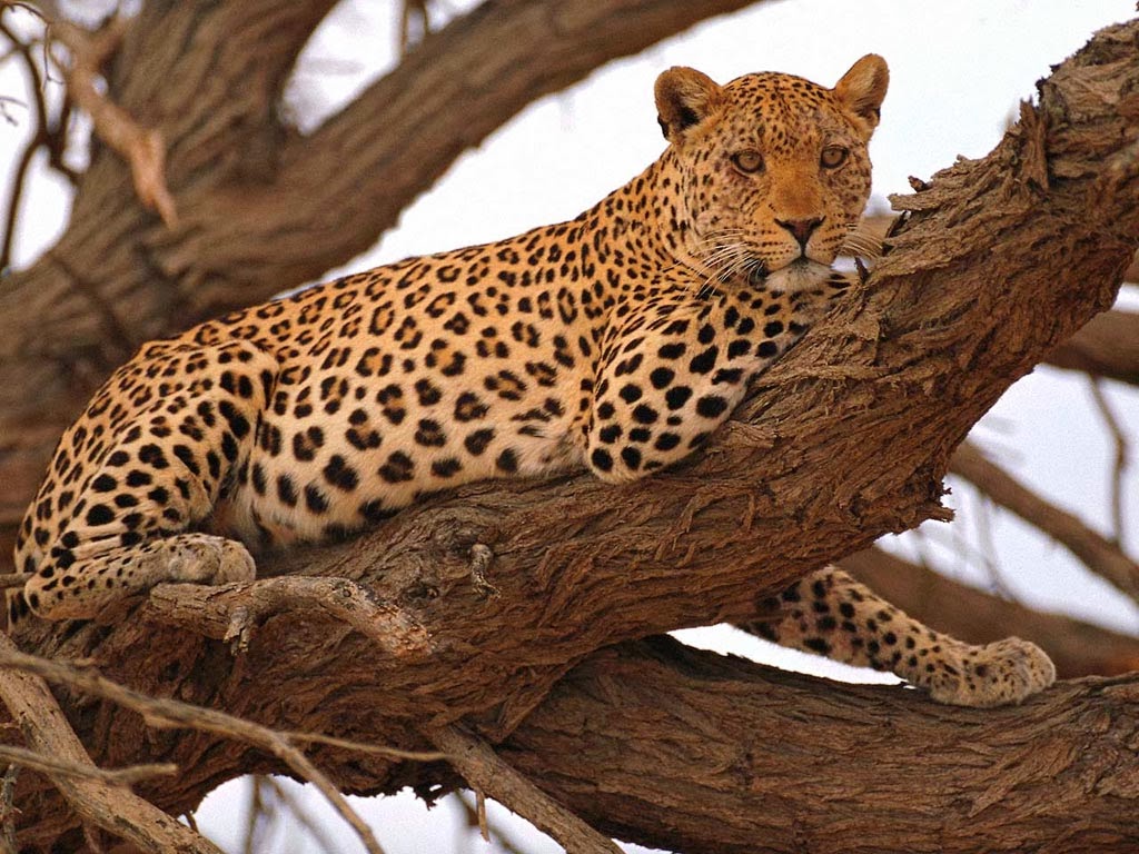 wallpapers For Desktop: beautiful Predators HD Wallpapers