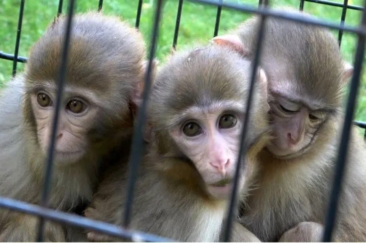 VIDEO CONMOVEDOR: Así dos monos cuidan y abrazan a su hermano con ...