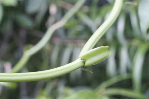 Papo Vives Sacerdote del Bosque: Don Juan Ricart y sus Vainillas