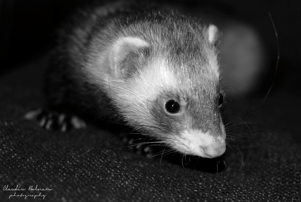 Claudiu Bolnavu - Photography