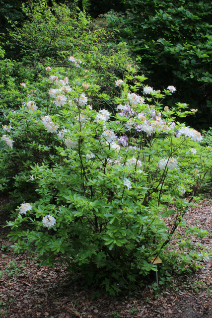 Rhododendron viscosum - Swamp azalea care and culture | Travaldo's blog