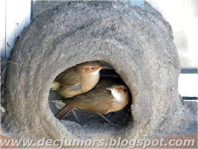 Cosas para compartir: El Hornero: construyendo su nido