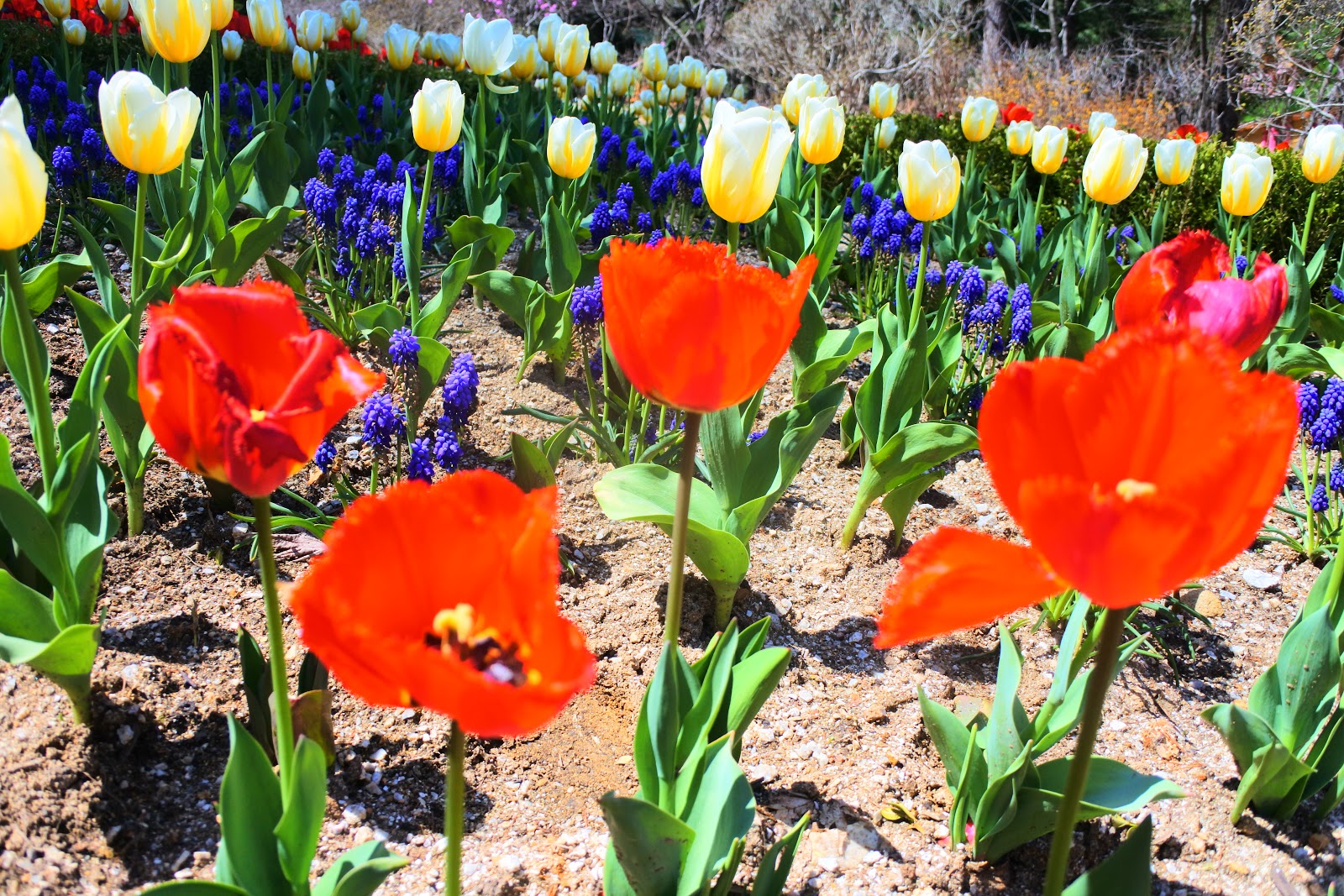 Jalan - jalan Korea 2017: Musim bunga di Garden of Morning Calm dan ...