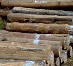 Mengenal Pohon Rasamala (Altingia excelsa Noronha) - Referensi Tani ...