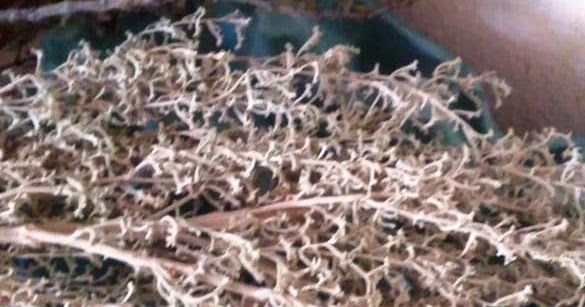 Unión Veg´s Patagónicos: Propiedades de las plantas - Hoy: ZAMPA