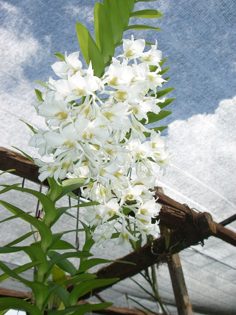 Dendrobium dearei care and culture | Travaldo's blog