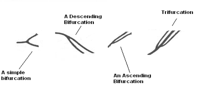 All About Forensic & Investigative Sciences: Fingerprints- An Introduction