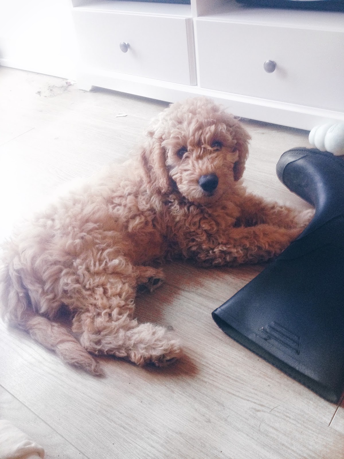 6 Things I've Learnt Since Having A Dog - Corrie Bromfield