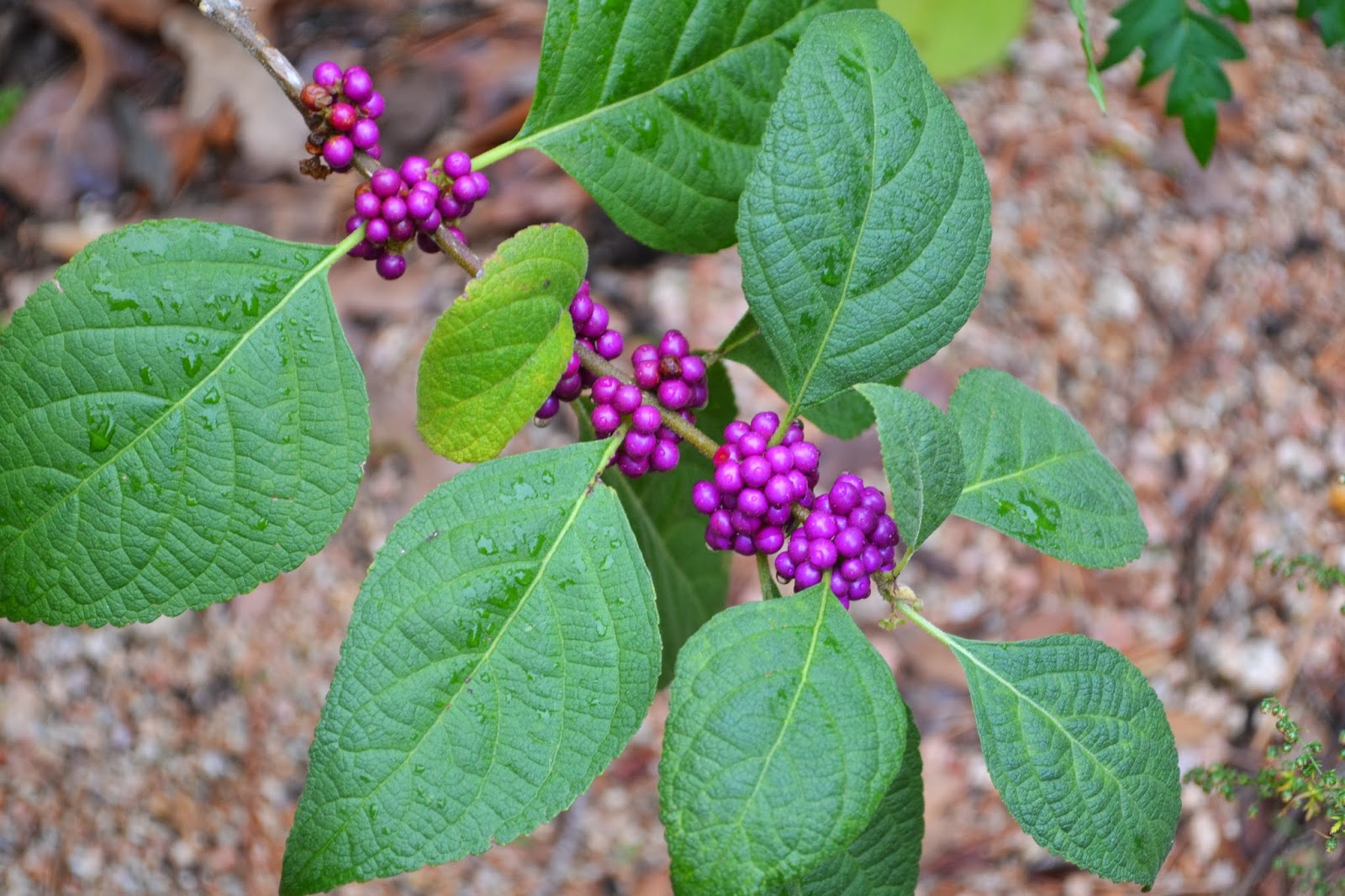 From The Jardin Encantado: Mother Nature's Amethyst