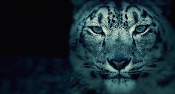 Paranormal Searchers: High Strangeness at Haunted Zoos